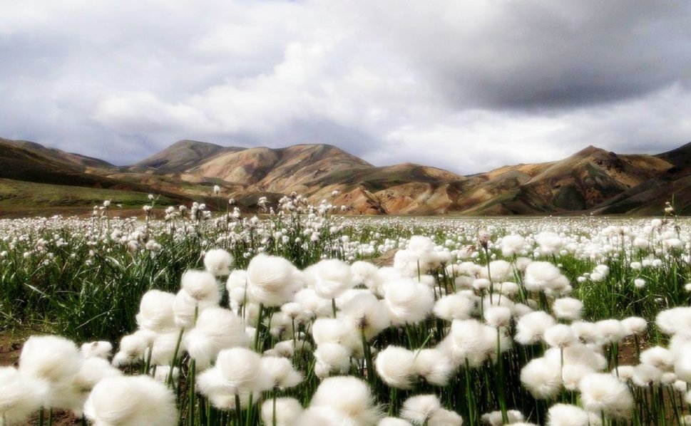 Cottonfield Quotes. QuotesGram