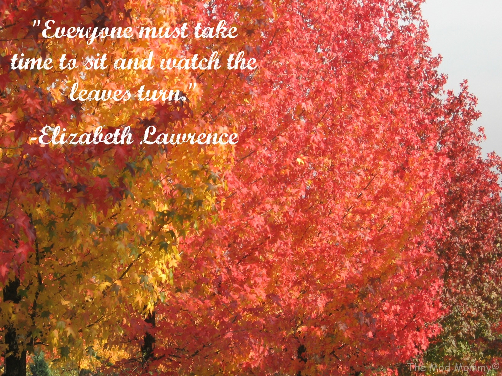 Autumn Foliage And Quotes. QuotesGram