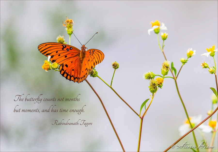 Butterfly Quotes Inspirational QuotesGram Butterfly Quotes Inspirational QuotesGram