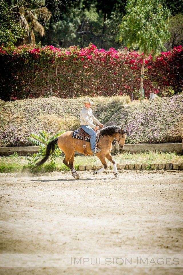 Reining Horse Quotes. QuotesGram