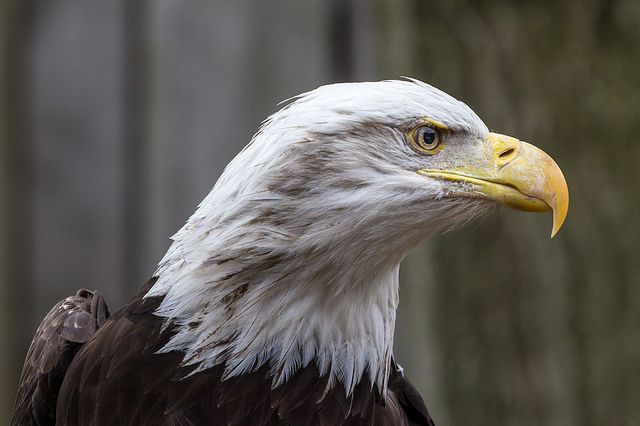 Eagle Eye Quotes. QuotesGram