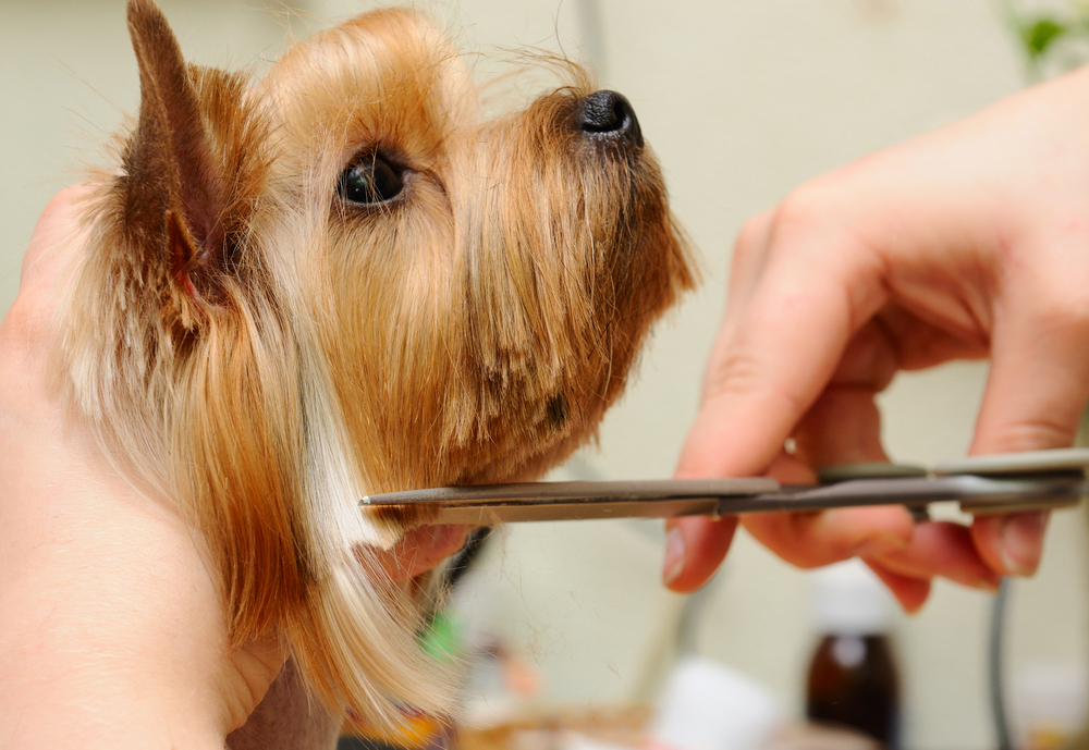 Dog Groomer Love Quotes QuotesGram dog-groomer-love-quotes-quotesgram