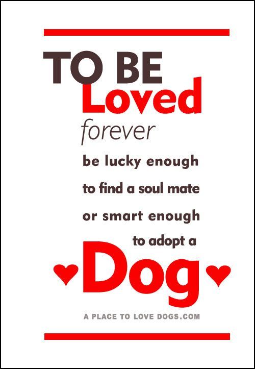 Smart Dog Quotes QuotesGram