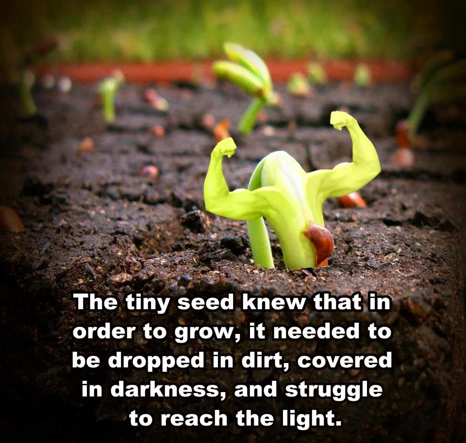 Plant Growing Quotes QuotesGram Plant Growing Quotes QuotesGram