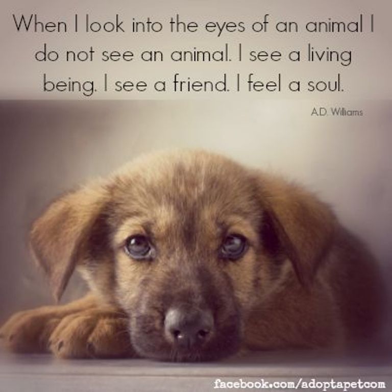 Quotes About Adopting Animals QuotesGram