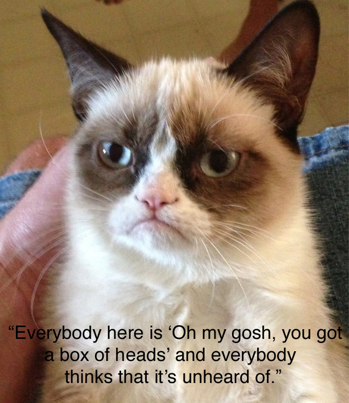Angry Cat Quotes QuotesGram
