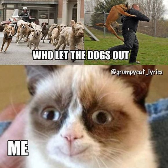 Funny Quotes From Grumpy Cat. QuotesGram