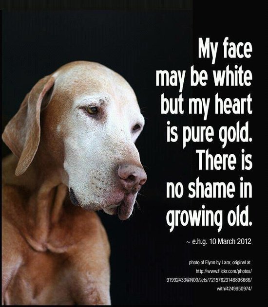 Old Dog Quotes And Sayings QuotesGram