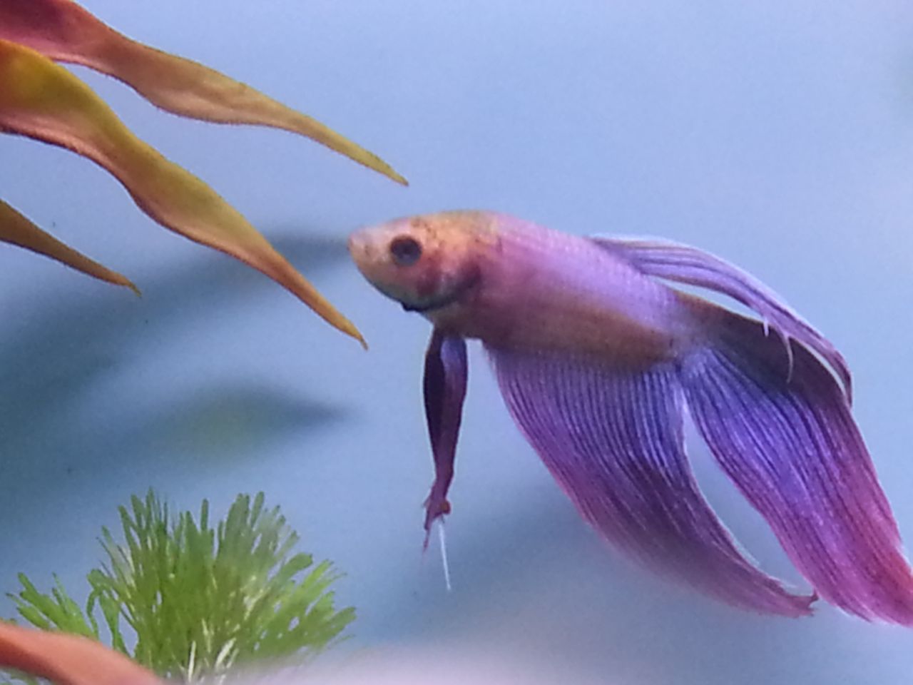 Quotes About Pet Fish QuotesGram quotes-about-pet-fish-quotesgram