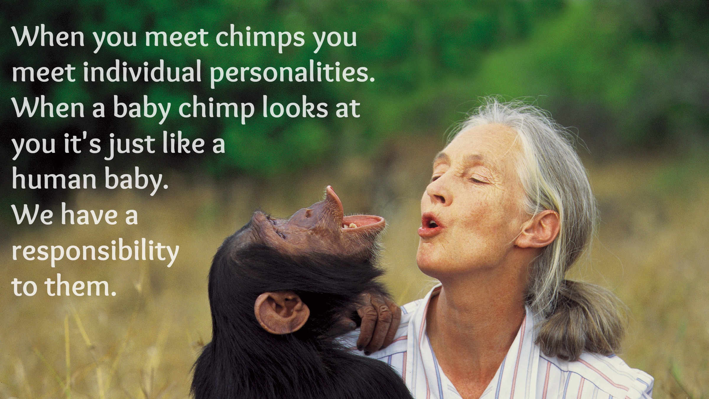 Jane Goodall Quotes About Animals. QuotesGram Jane Goodall Quotes About Animals. QuotesGram