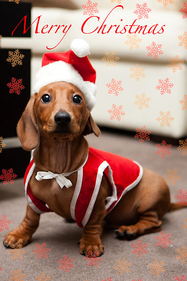 Christmas Dog Quotes QuotesGram Christmas Dog Quotes QuotesGram