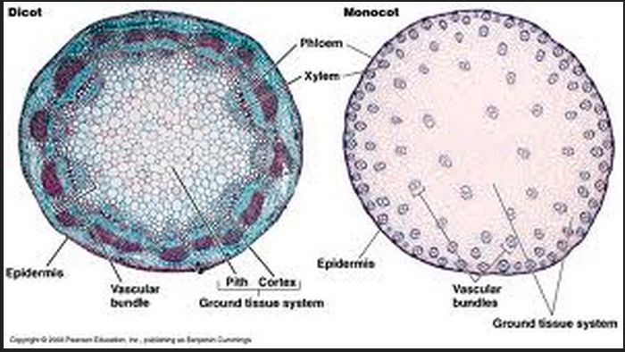 Monocot Stem Cross Section