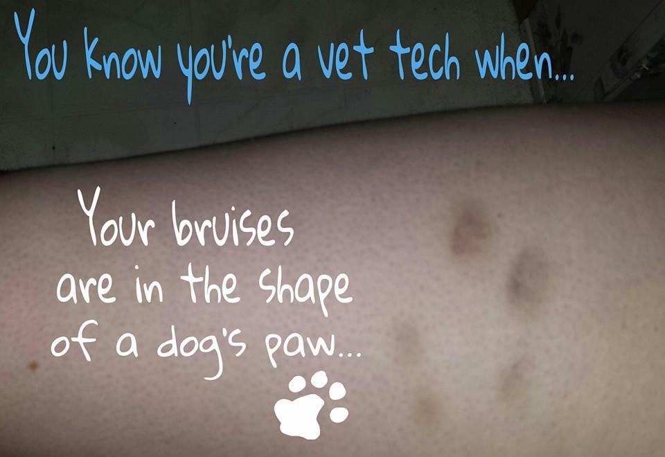 Veterinary Tech Inspirational Quotes QuotesGram Veterinary Tech Inspirational Quotes QuotesGram