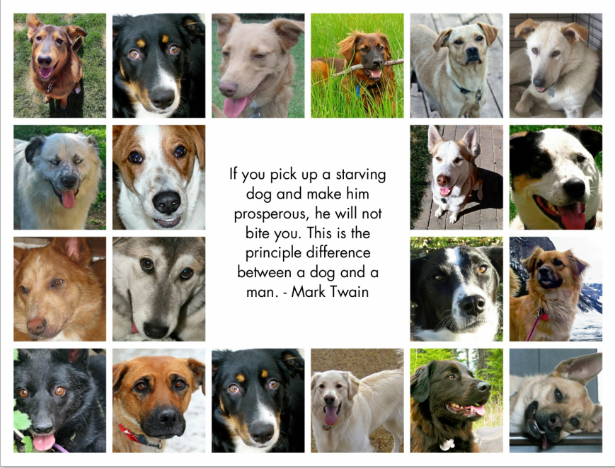 Inspirational Quotes About Animal Rescue QuotesGram Inspirational Quotes About Animal Rescue QuotesGram
