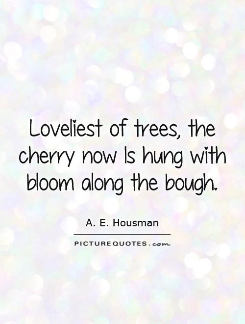 Loveliest Of Trees Poem Summary What Is The Meaning Of the Cherry loveliest-of-trees-poem-summary-what-is-the-meaning-of-the-cherry