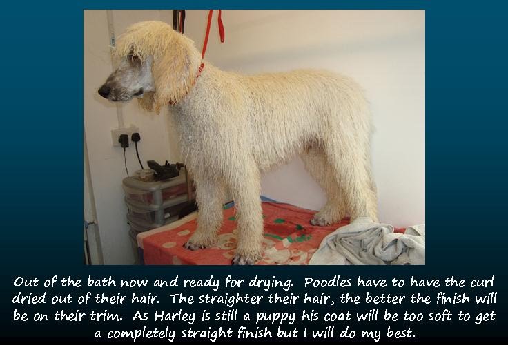 Dog Grooming Funny Quotes QuotesGram