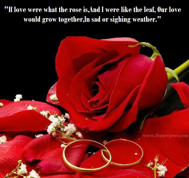 Sweet Red Roses Quotes Quotesgram