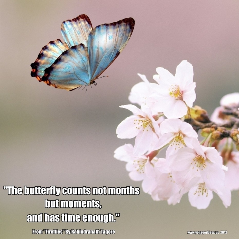 Butterfly Quotes For Death QuotesGram