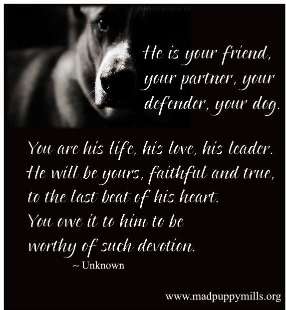 Pet Adoption Quotes Inspirational QuotesGram