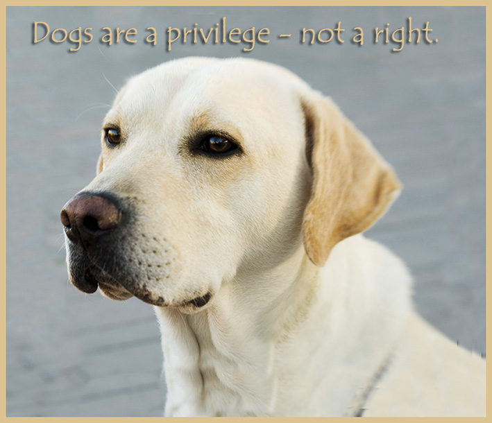Cool Dog Quotes QuotesGram