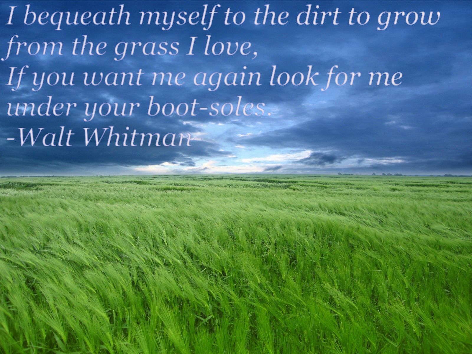 Leaves Of Grass Poem Quotes QuotesGram leaves-of-grass-poem-quotes-quotesgram