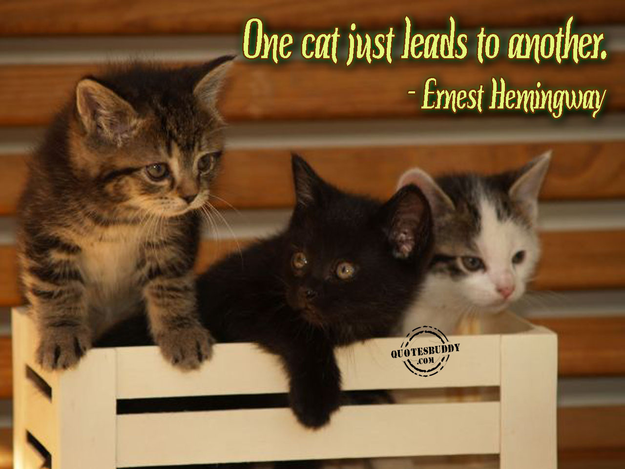 Inspirational Quotes About Cats QuotesGram