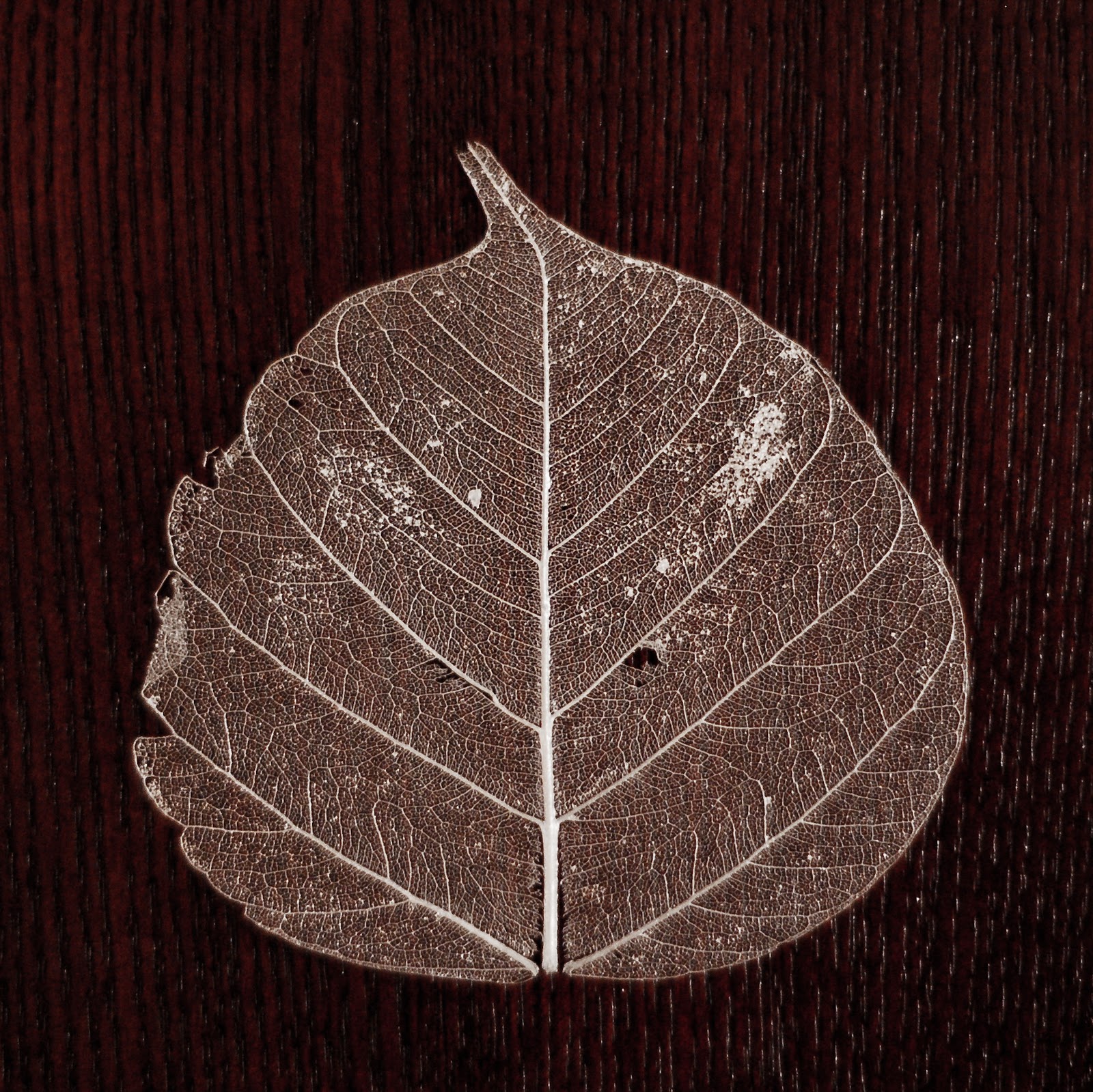 Turning Over New Leaf Quotes. QuotesGram Turning Over New Leaf Quotes. QuotesGram