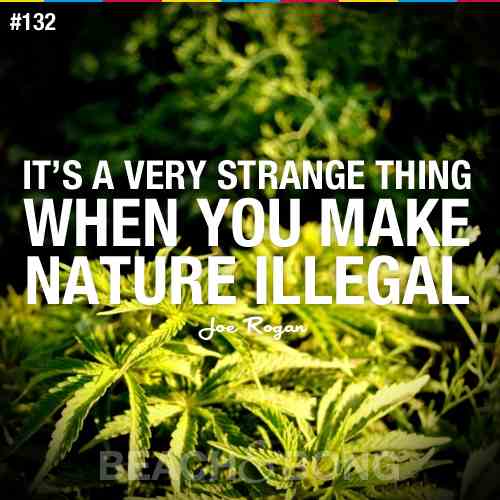 Sexy Weed Quotes Quotesgram