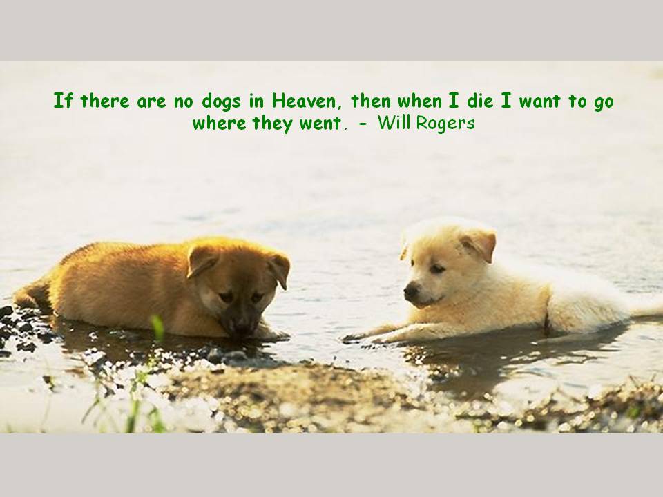 Image Of Pets In Heaven Quotes QuotesGram