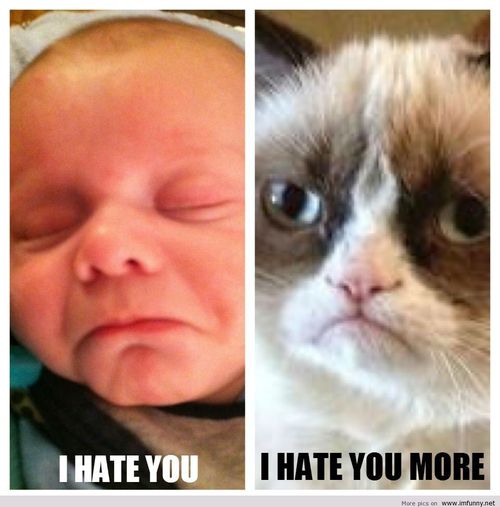 Funny Quotes From Grumpy Cat. QuotesGram