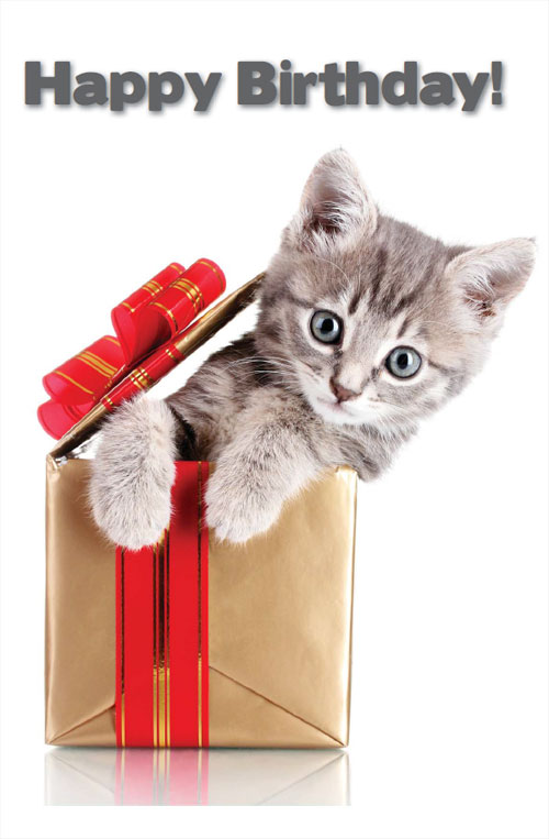 Cute Cat Birthday Quotes QuotesGram Cute Cat Birthday Quotes QuotesGram