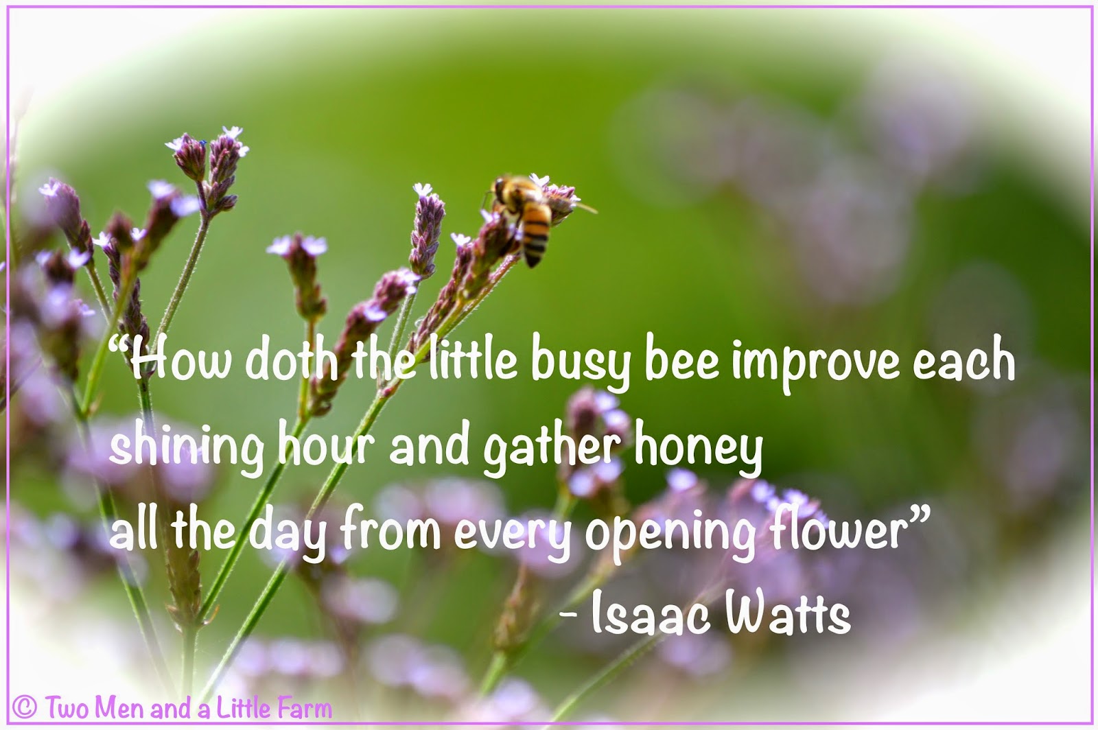 Little Bee Quotes. QuotesGram