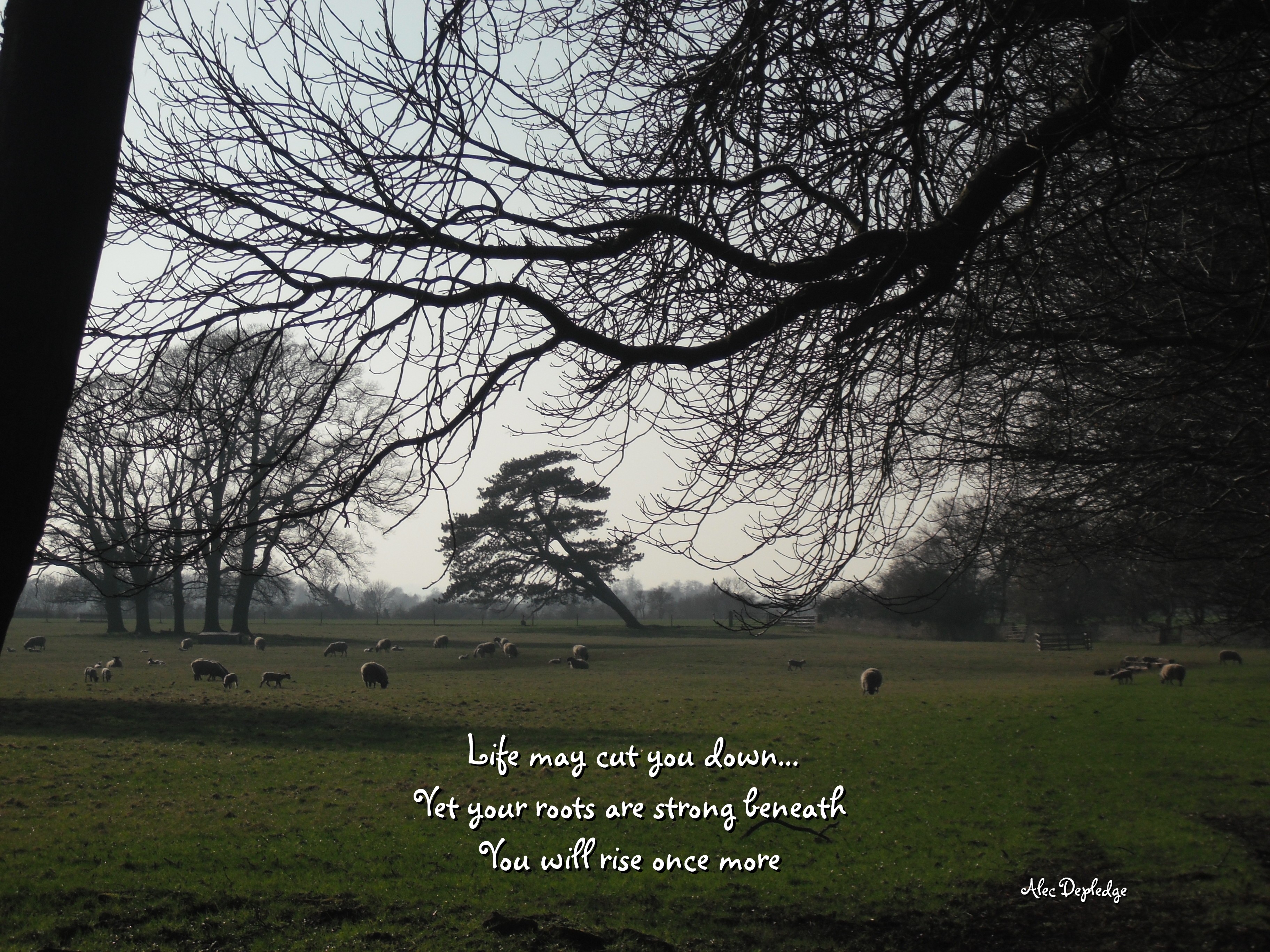 Famous Quotes From Roots QuotesGram famous-quotes-from-roots-quotesgram