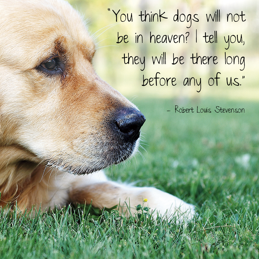 Famous Quotes About Animals QuotesGram