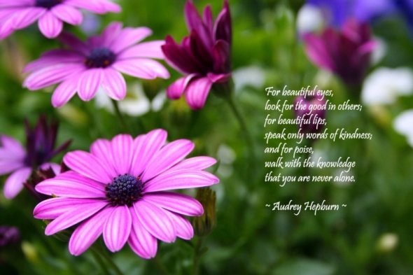 Inspirational Quotes About Daisies. QuotesGram