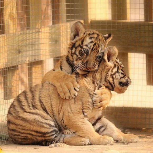 White Tigers With Friendship Quotes. QuotesGram
