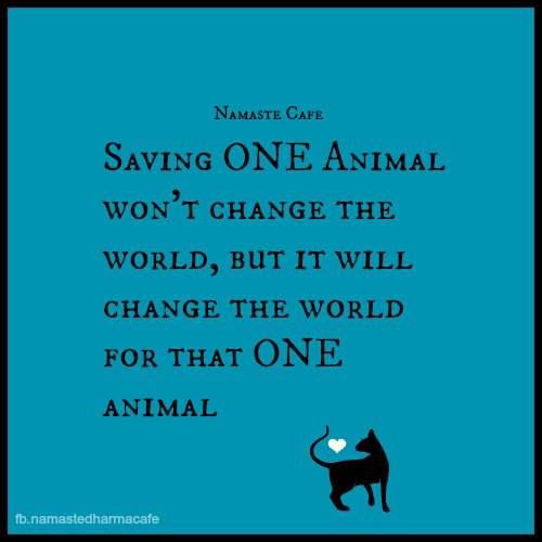 Quotes About Adopting Animals QuotesGram