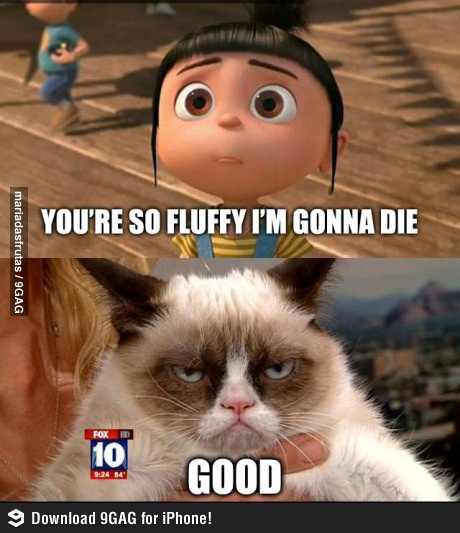 Funny Quotes From Grumpy Cat. QuotesGram