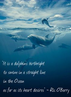 Orca Captivity Quotes. QuotesGram