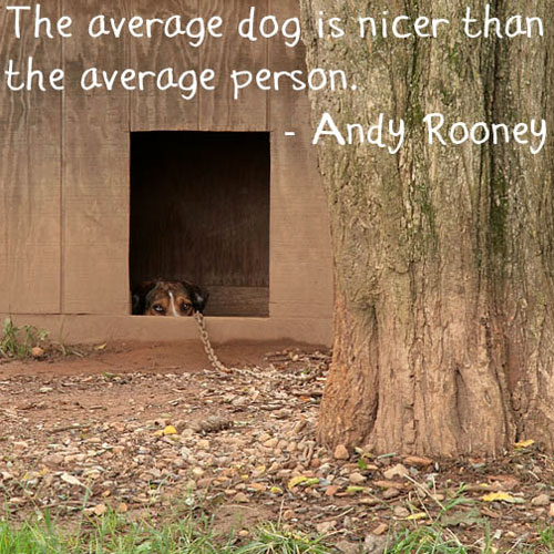 Inspirational Quotes On Sick Dogs QuotesGram Inspirational Quotes On Sick Dogs QuotesGram