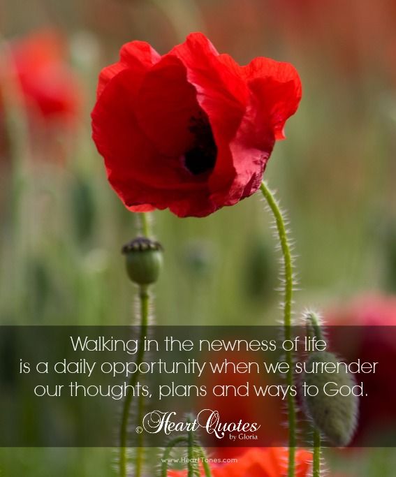 Newness Quotes. QuotesGram