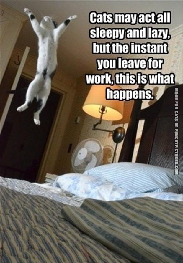 Lazy Cat Quotes QuotesGram Lazy Cat Quotes QuotesGram