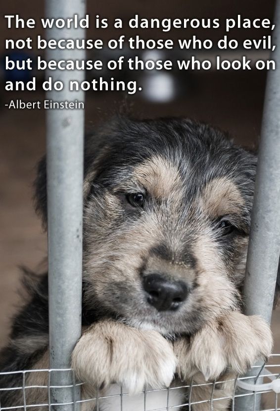 Dog Abuse Quotes QuotesGram