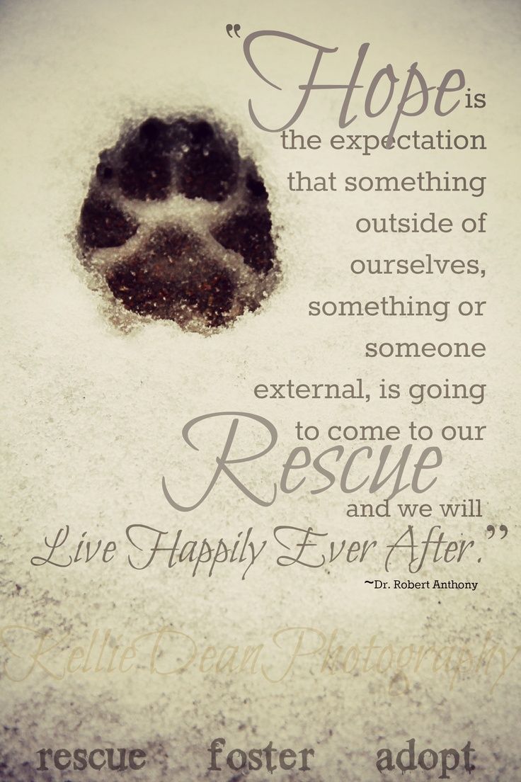 Animal Rescue Quotes QuotesGram