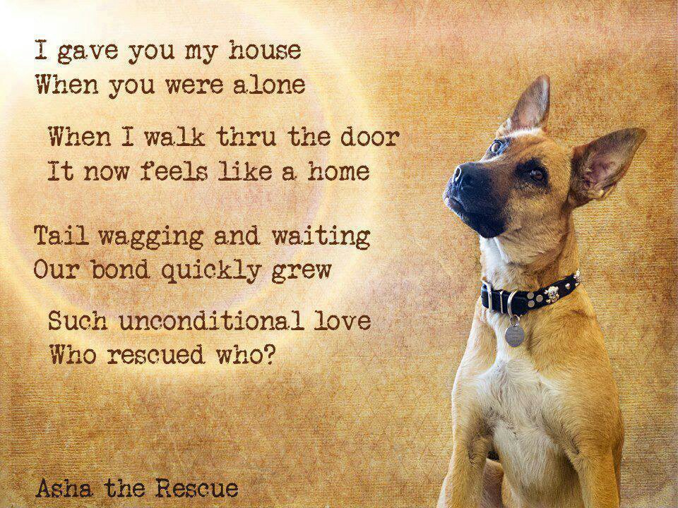 Rescue Dog Poems And Quotes QuotesGram
