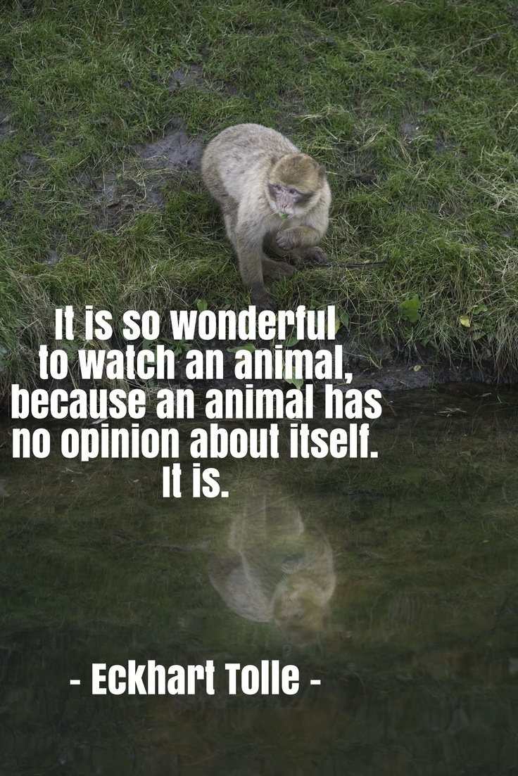 Animal Rescue Quotes QuotesGram