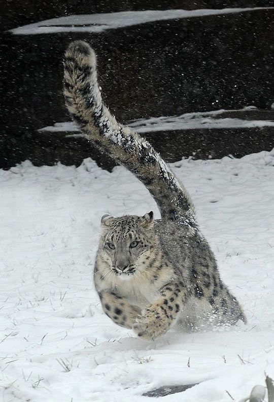 Snow Leopard Quotes. QuotesGram
