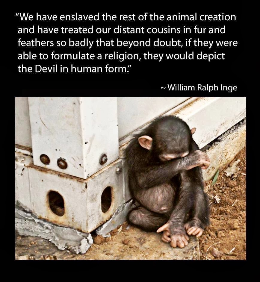 Quotes About Humans And Animals QuotesGram quotes-about-humans-and-animals-quotesgram