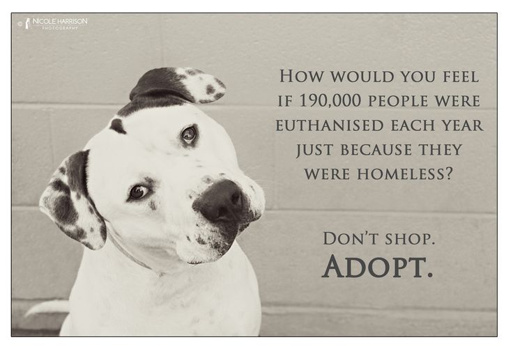 Animal Rescue Quotes And Sayings QuotesGram