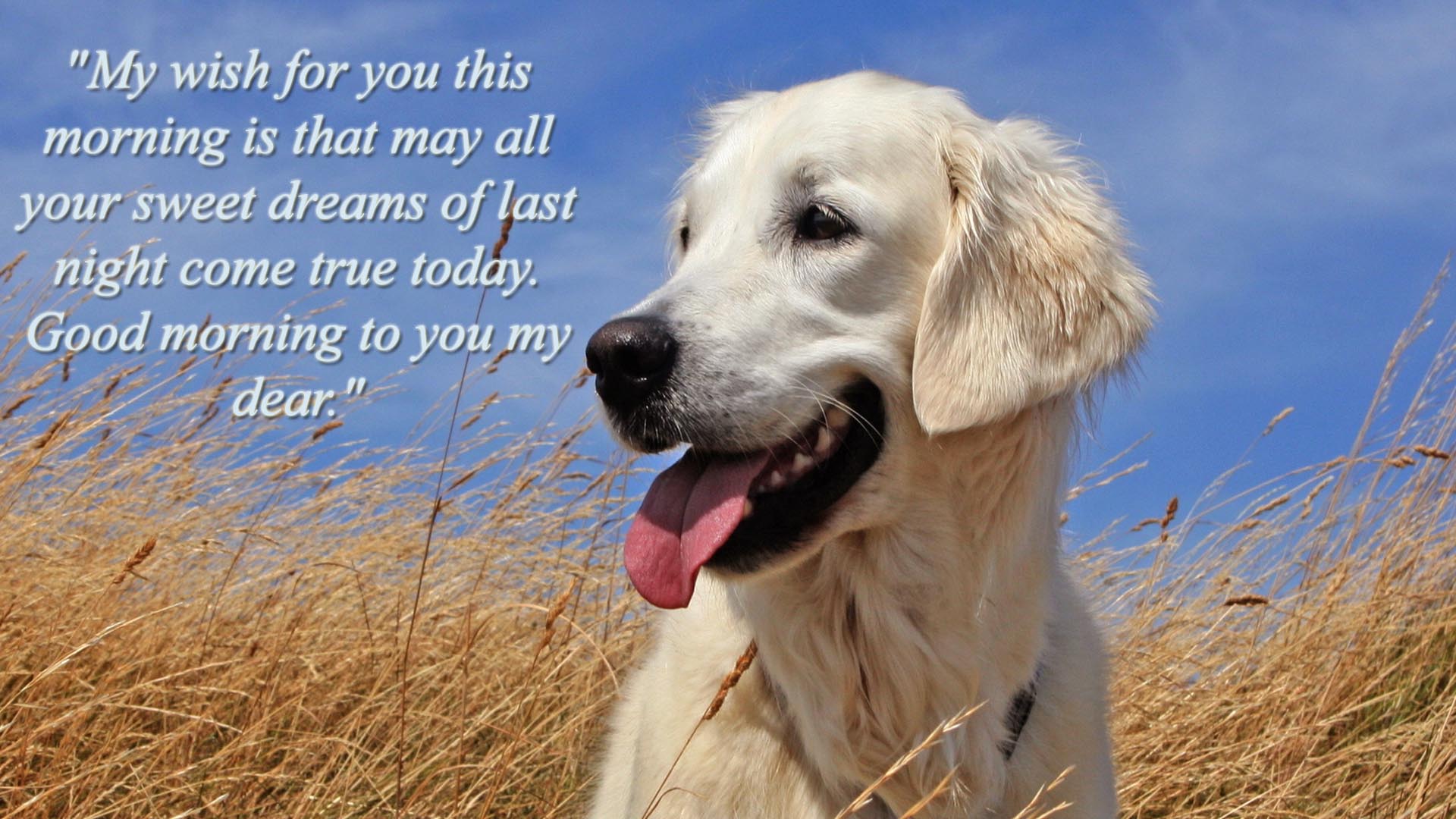 Good Morning Quotes With Dogs QuotesGram Good Morning Quotes With Dogs QuotesGram